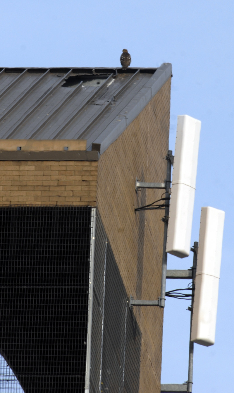 Hawk using cell tower as bird buffet | News, Sports, Jobs - Lawrence ...